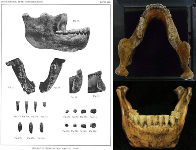 Orrorin Tugenensis Teeth EARLIEST HOMININS AND OLDEST HUMAN ANCESTORS:
