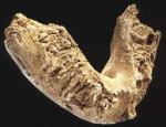 All the hominin type specimens – Nutcracker Man