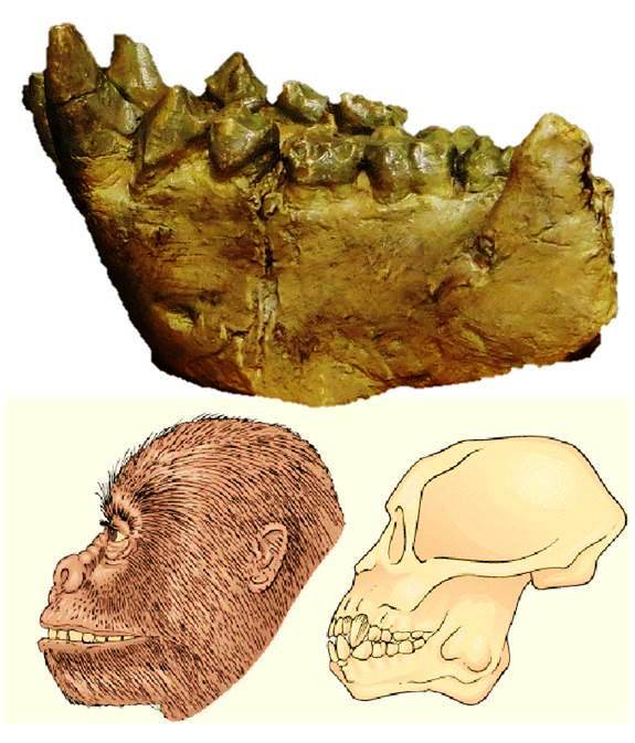 La novedad con Dryopithecus y su importancia en el árbol evolutivo ...