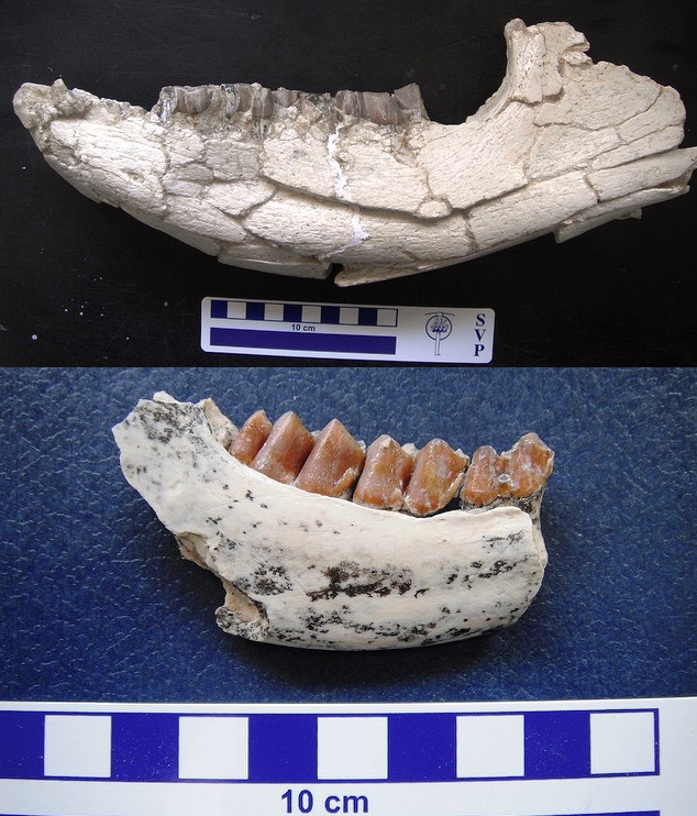 El yacimiento paleontológico de Somosaguas: la campaña 2016 ...