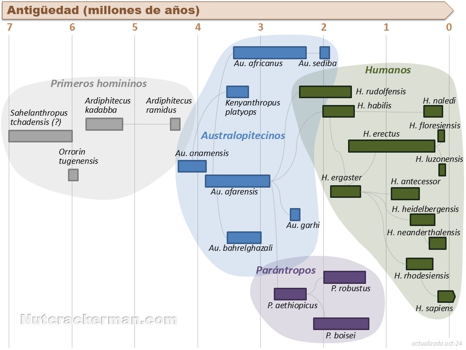 El árbol filogenético humano y sus cambios – Nutcracker Man
