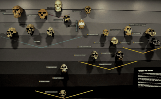 Interview with Chris Stringer – Nutcracker Man