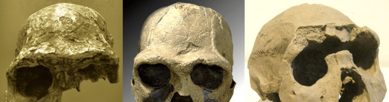 The supraorbital torus in hominin – Nutcracker Man