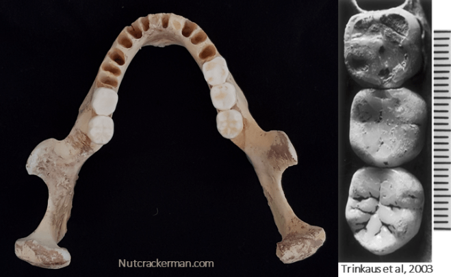 An interesting case of hybrid morphology (and genome): the Oase-1 jaw ...