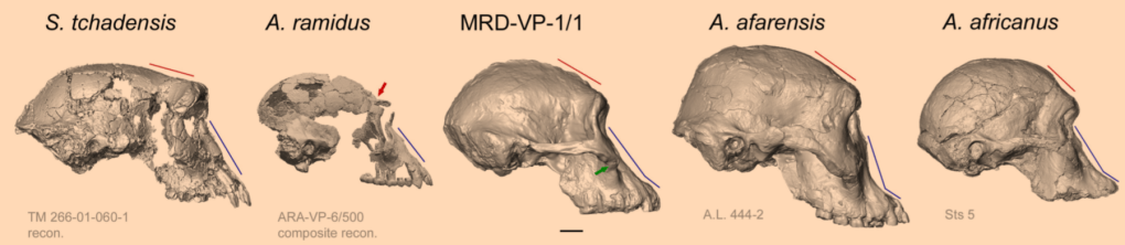 El nuevo cráneo de Australopithecus anamensis: ¿encaja bien en el «árbol»? – Nutcracker Man