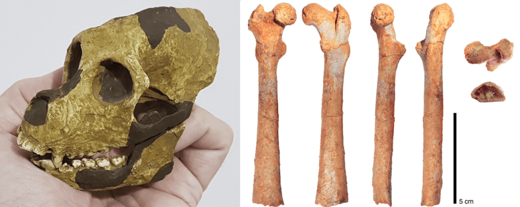 Sobre hábitos de locomoción y tal vez un antiguo primate bípedo ...