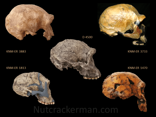 Buscadores de fósiles, ER 3883 y la variabilidad en Homo ergaster ...
