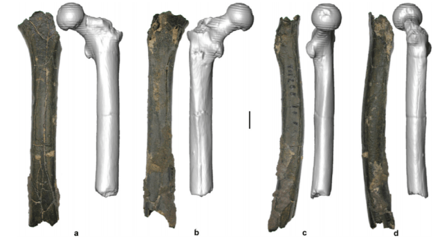 Orrorin Tugenensis Femur 8 Things We've Learned Since Lucy's Discovery