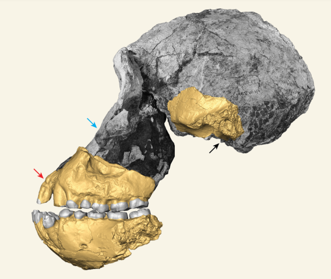 Una interpretación de la cabeza de Australopithecus anamensis ...