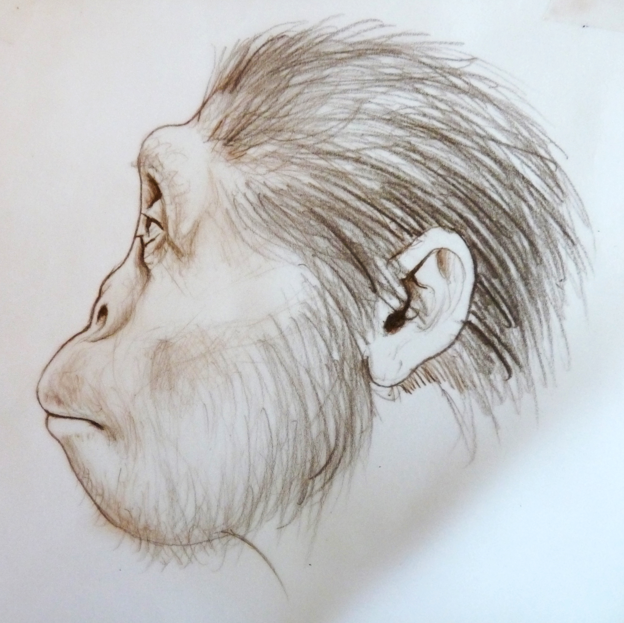 Una interpretación de la cabeza de Australopithecus anamensis ...
