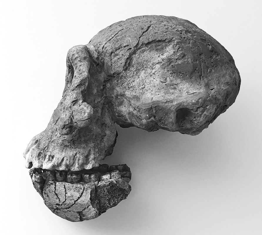 Una interpretación de la cabeza de Australopithecus anamensis – Nutcracker Man