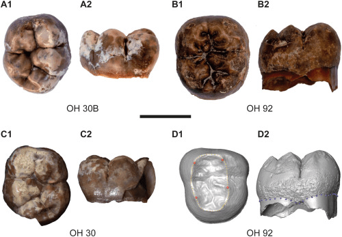 Australopithecus prometheus – Nutcracker Man
