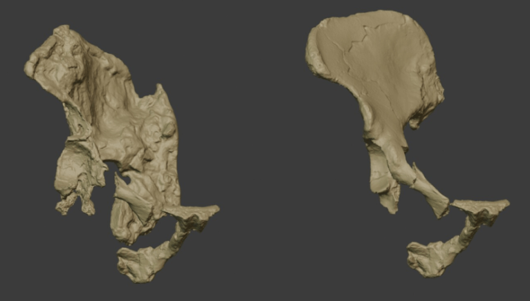 Australopithecus prometheus – Nutcracker Man